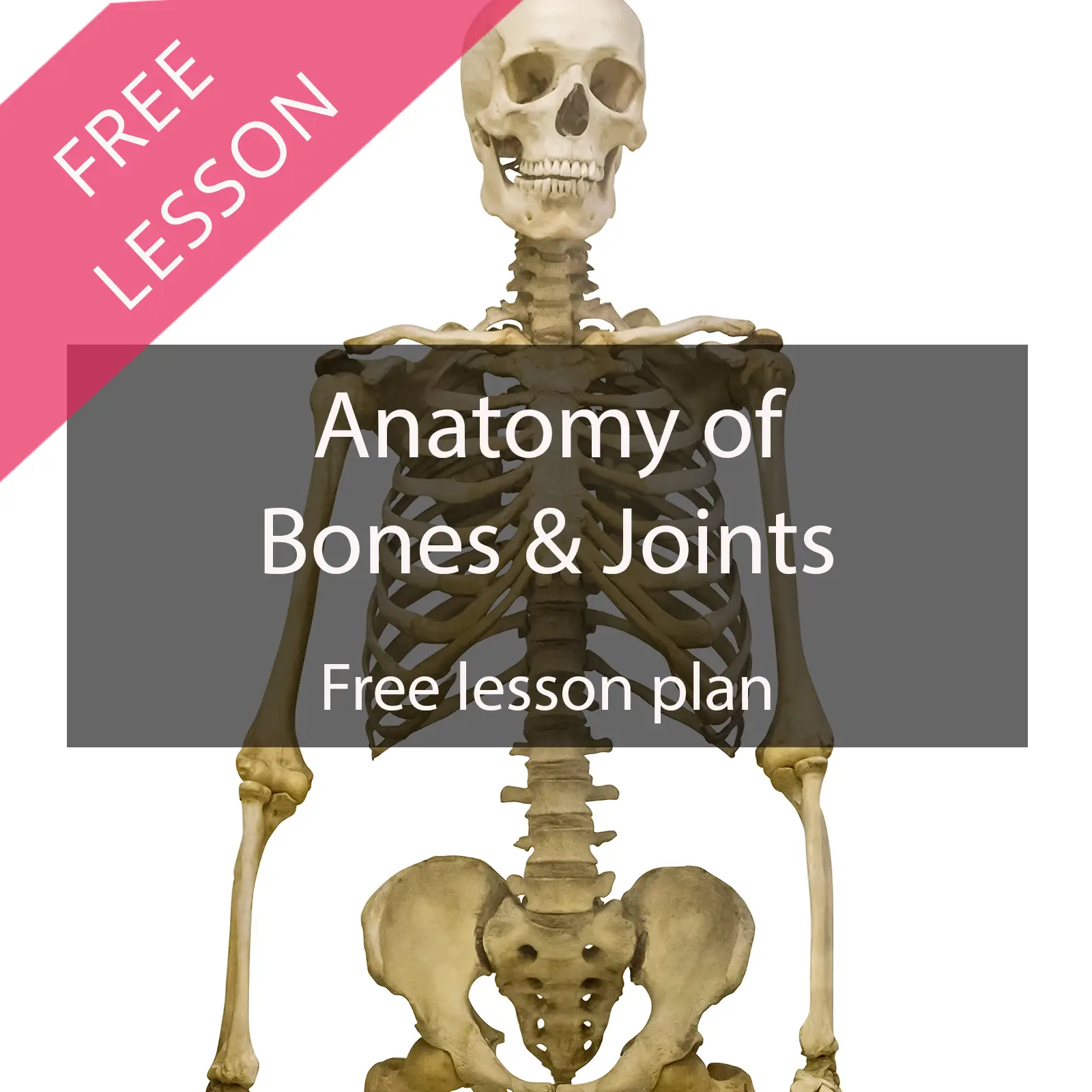 free-lesson-plan - Rachel Scott