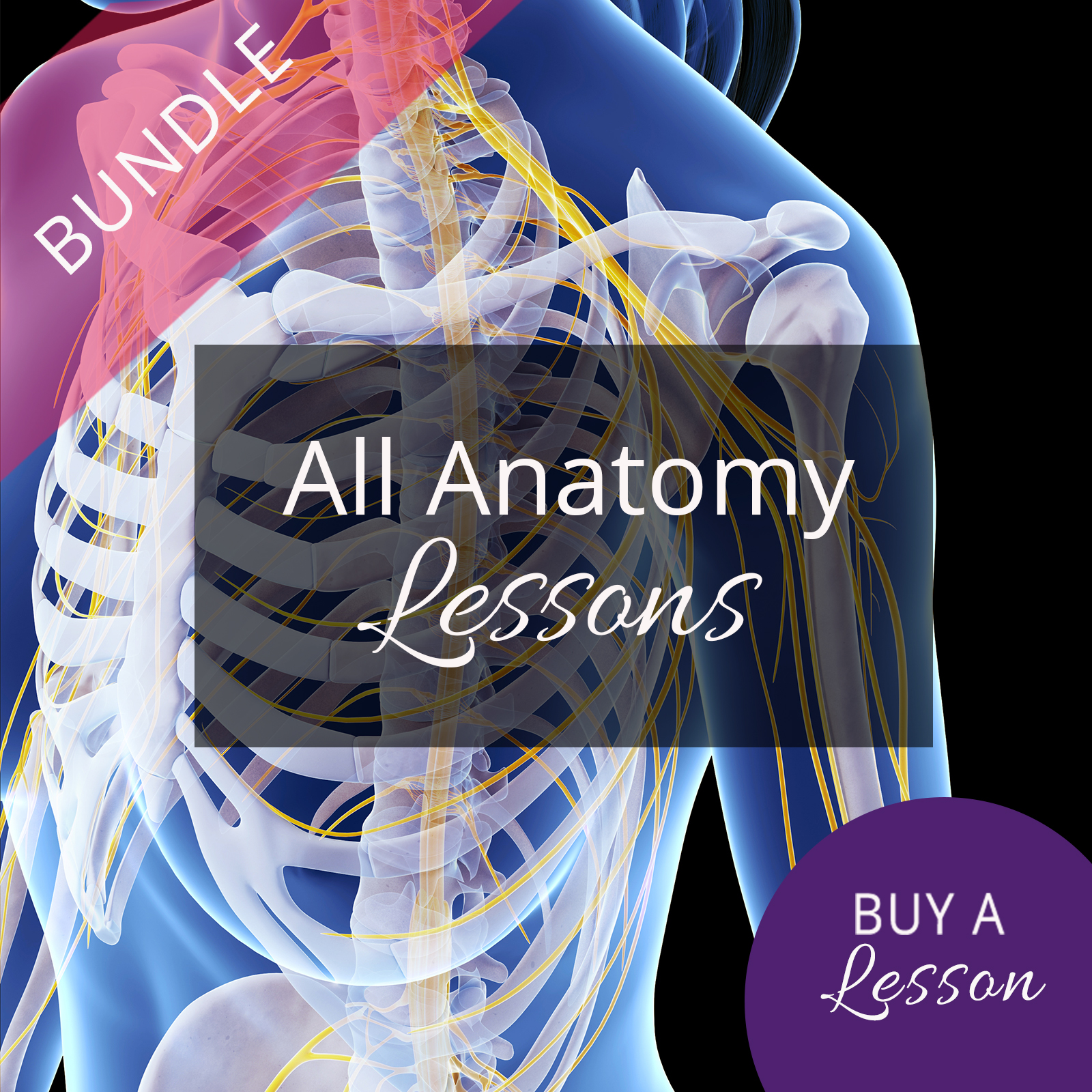 Bundle & Save: Anatomy - Rachel Scott