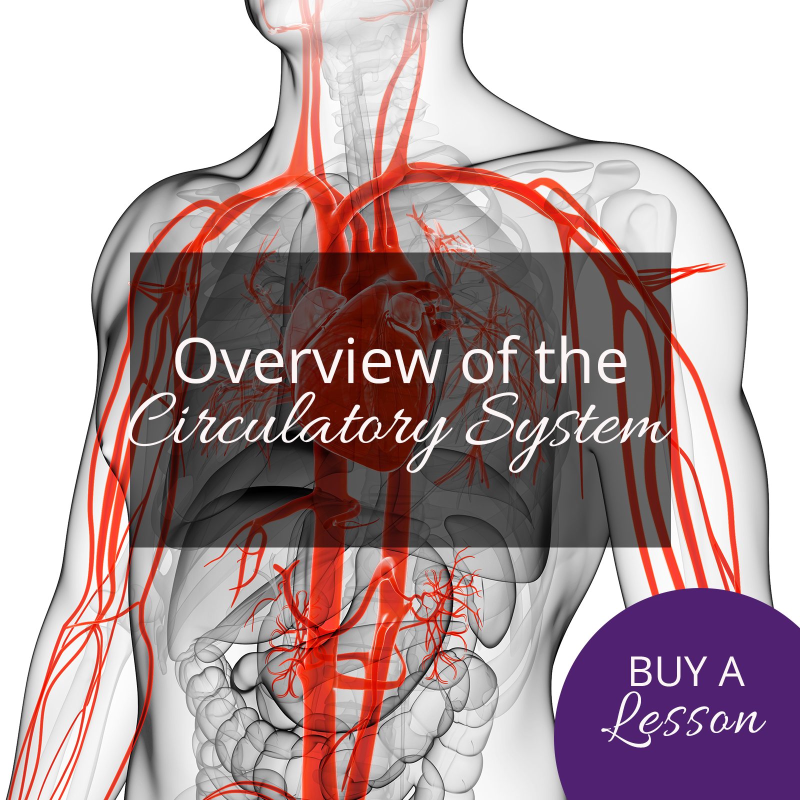 Teach Yoga Anatomy - Introduction to the Circulatory System